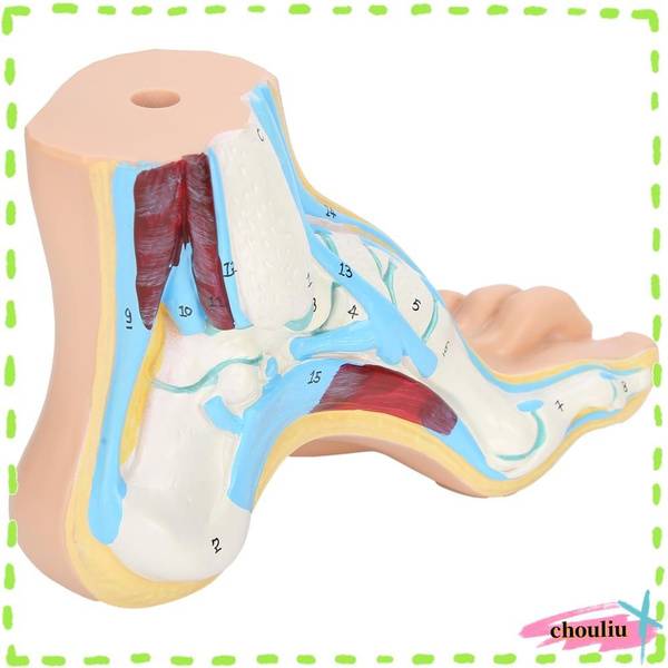 Curved Foot Model | GlobalHealingWeb – Worldwide Pharmacy Access